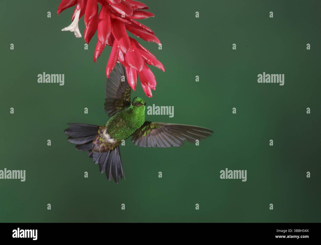 Copper-rumped Hummingbird (Amazilia tobaci), Trinidad and Tobago ...