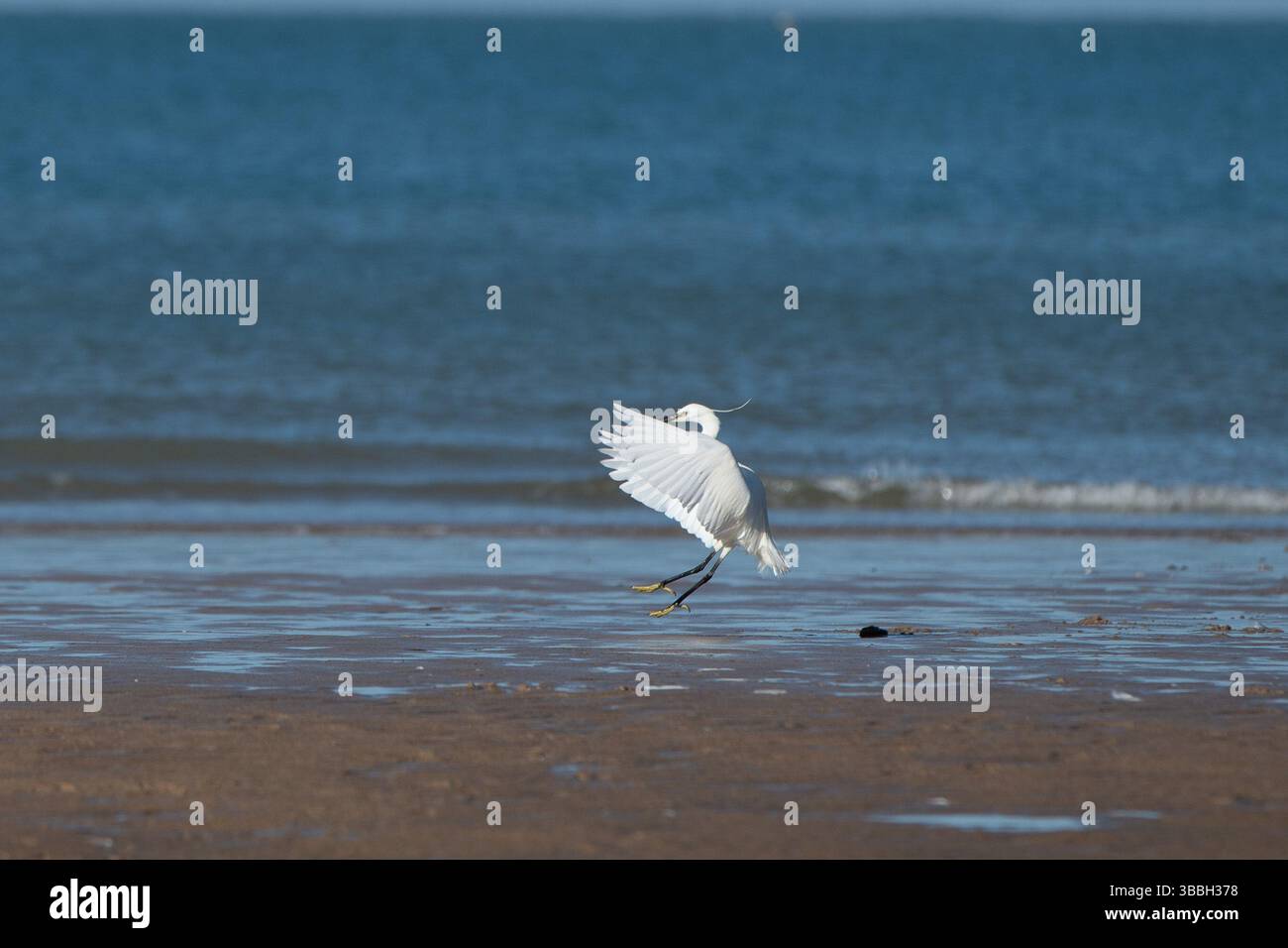 A Great White Egret lands on the beach by the Seven Sisters cliffs ...