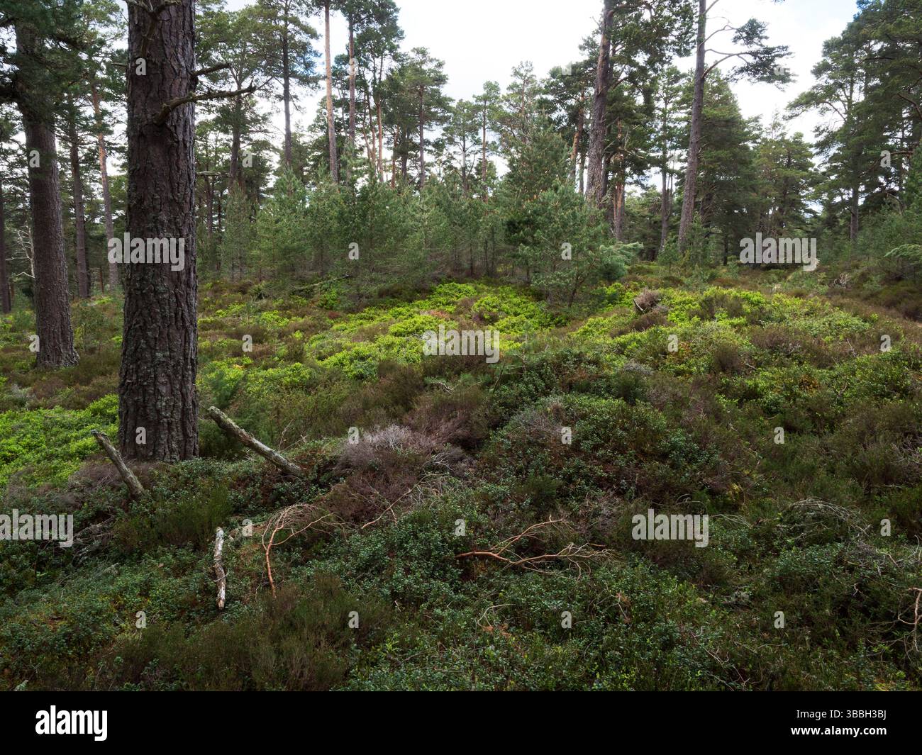 Ancient pineforest hi-res stock photography and images - Alamy