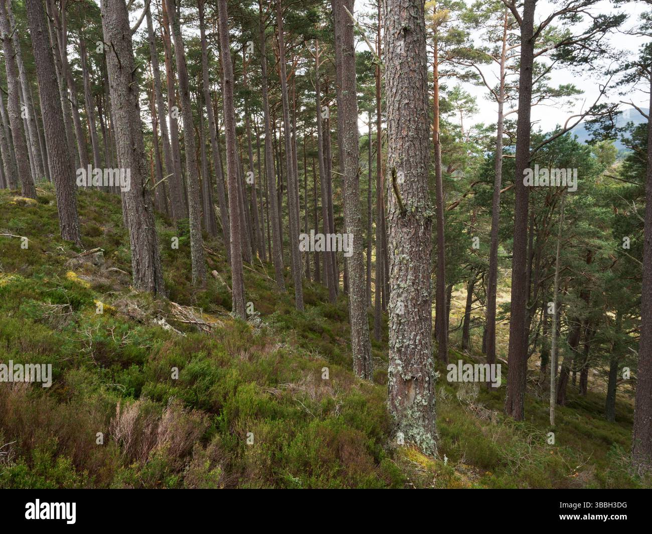 Ancient caledonian pine forest, RSPB Abernethy Forest National Nature ...