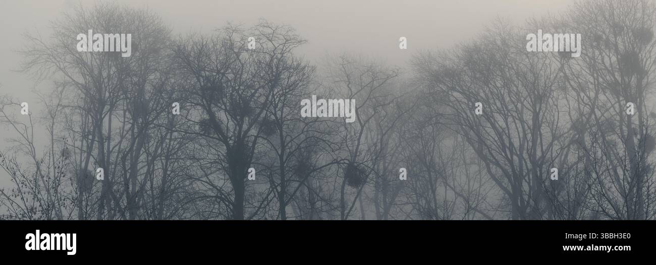 Treetops in the fog. Atmospheric shot of a trees enshrouded in fog ...