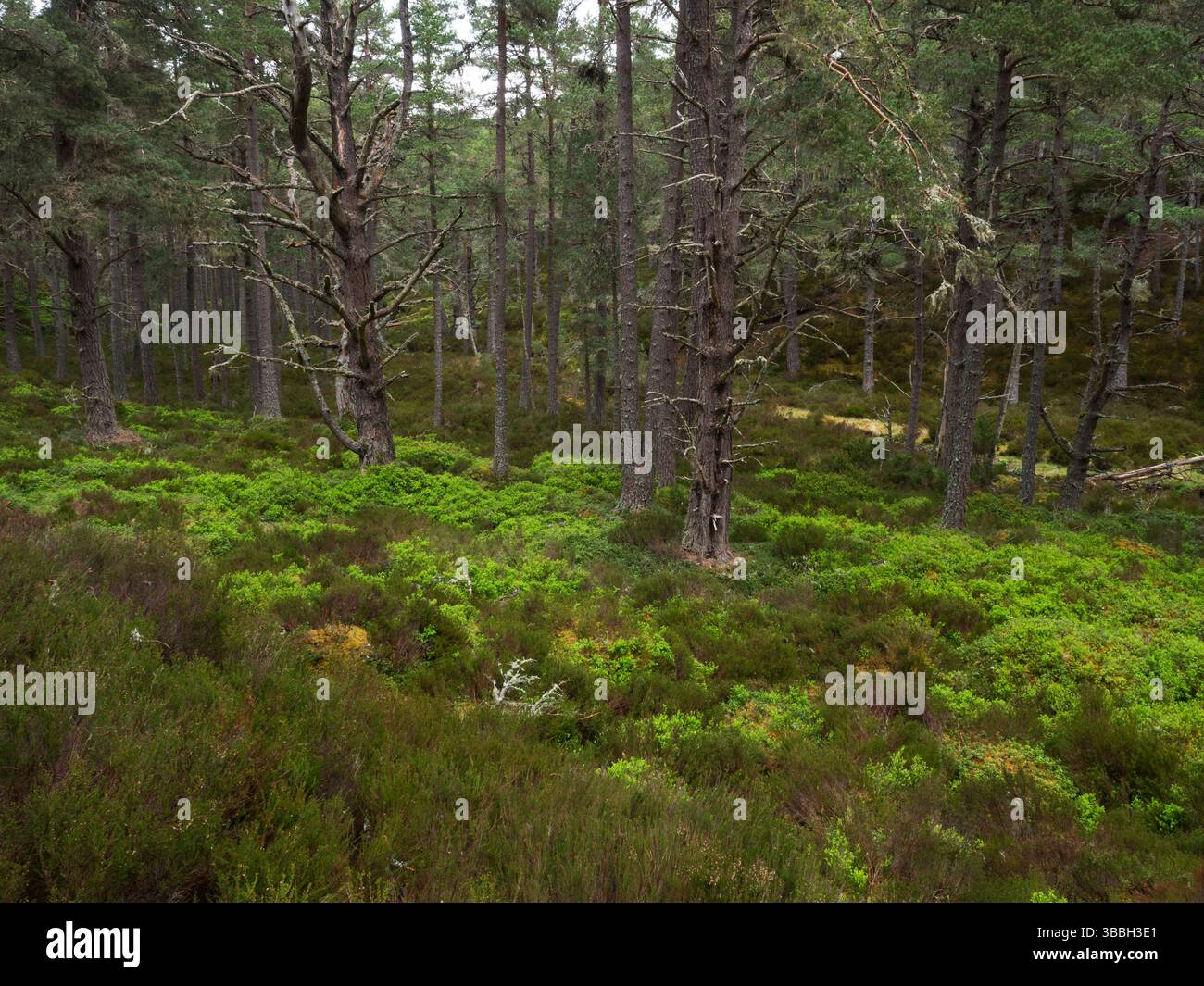 Caledon bridge hi-res stock photography and images - Alamy