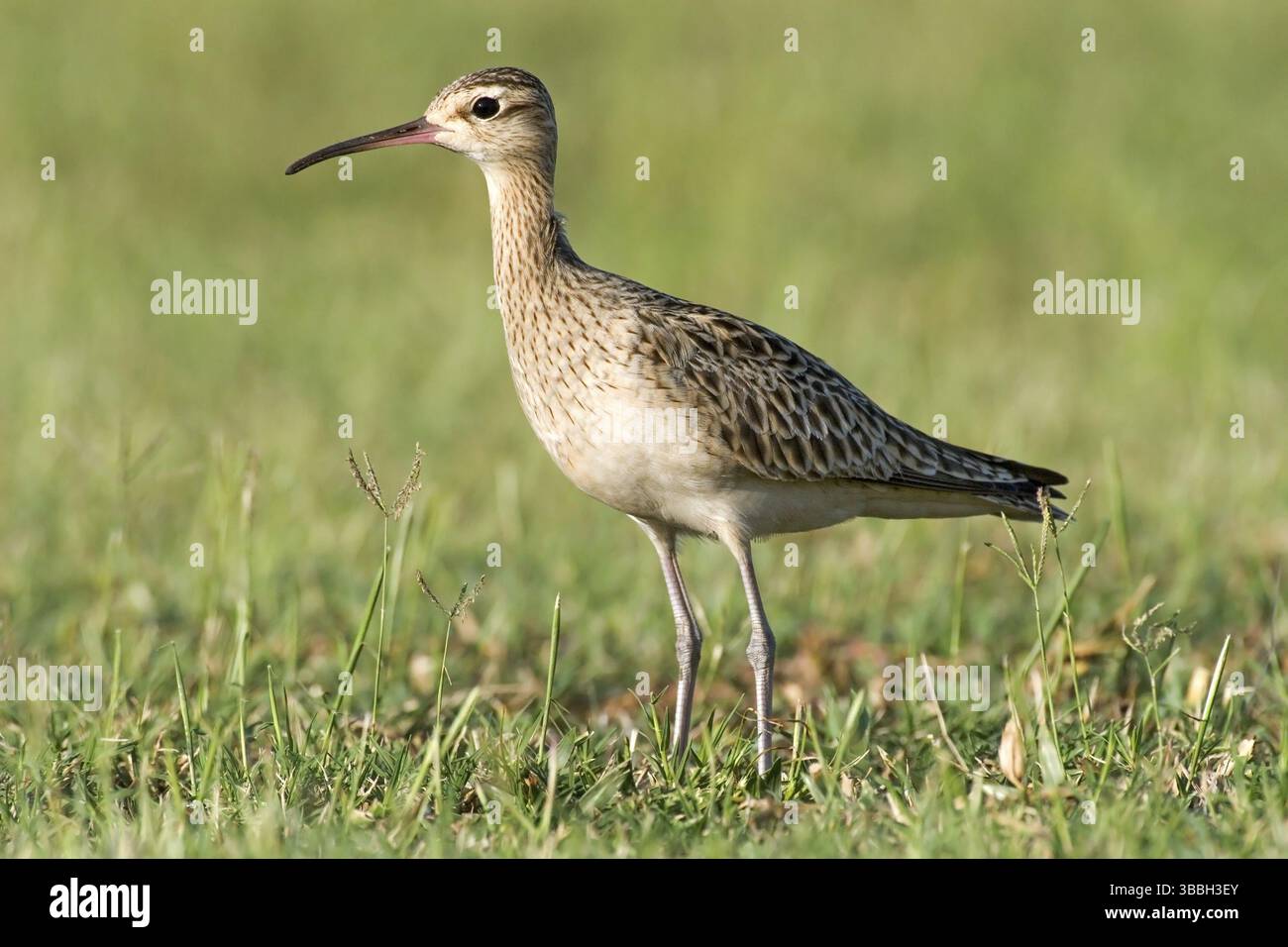Little Curlew (Numenius minutus), Western Australia, Australia, Oceania ...
