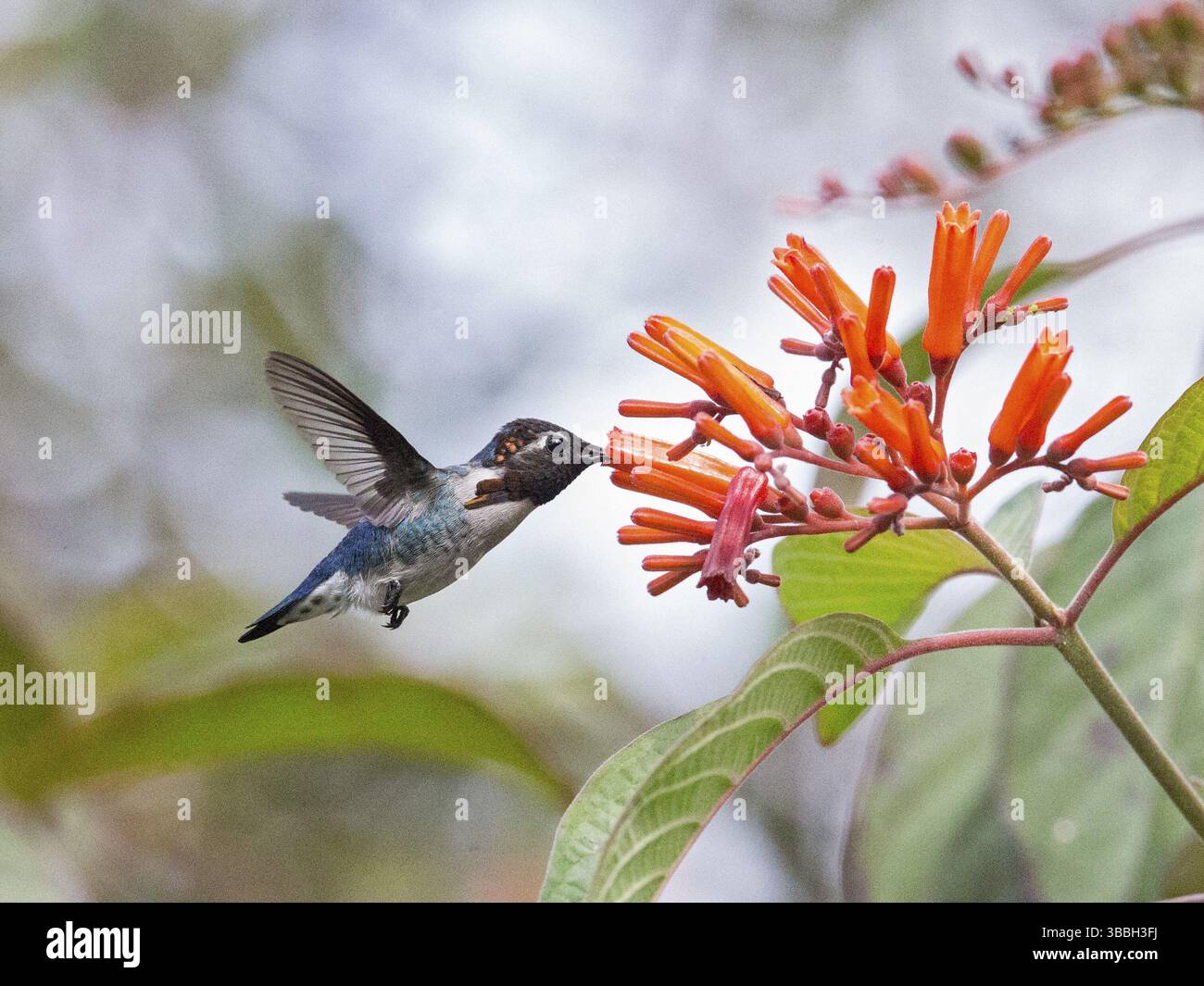 Cuban bee hummingbird hi-res stock photography and images - Alamy