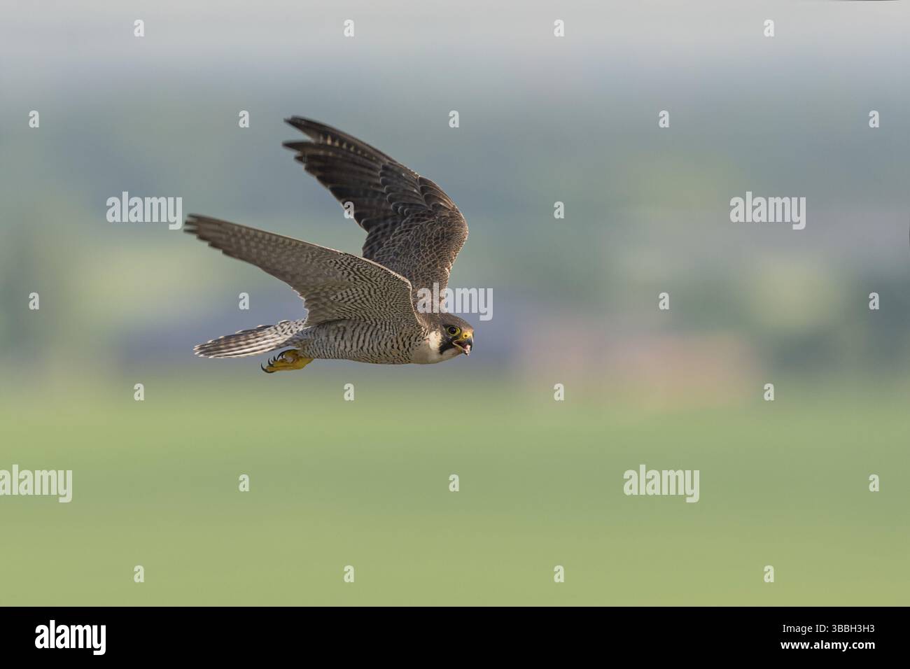 Peregrine Falcon (Falco peregrinus) female calling in flight, North ...