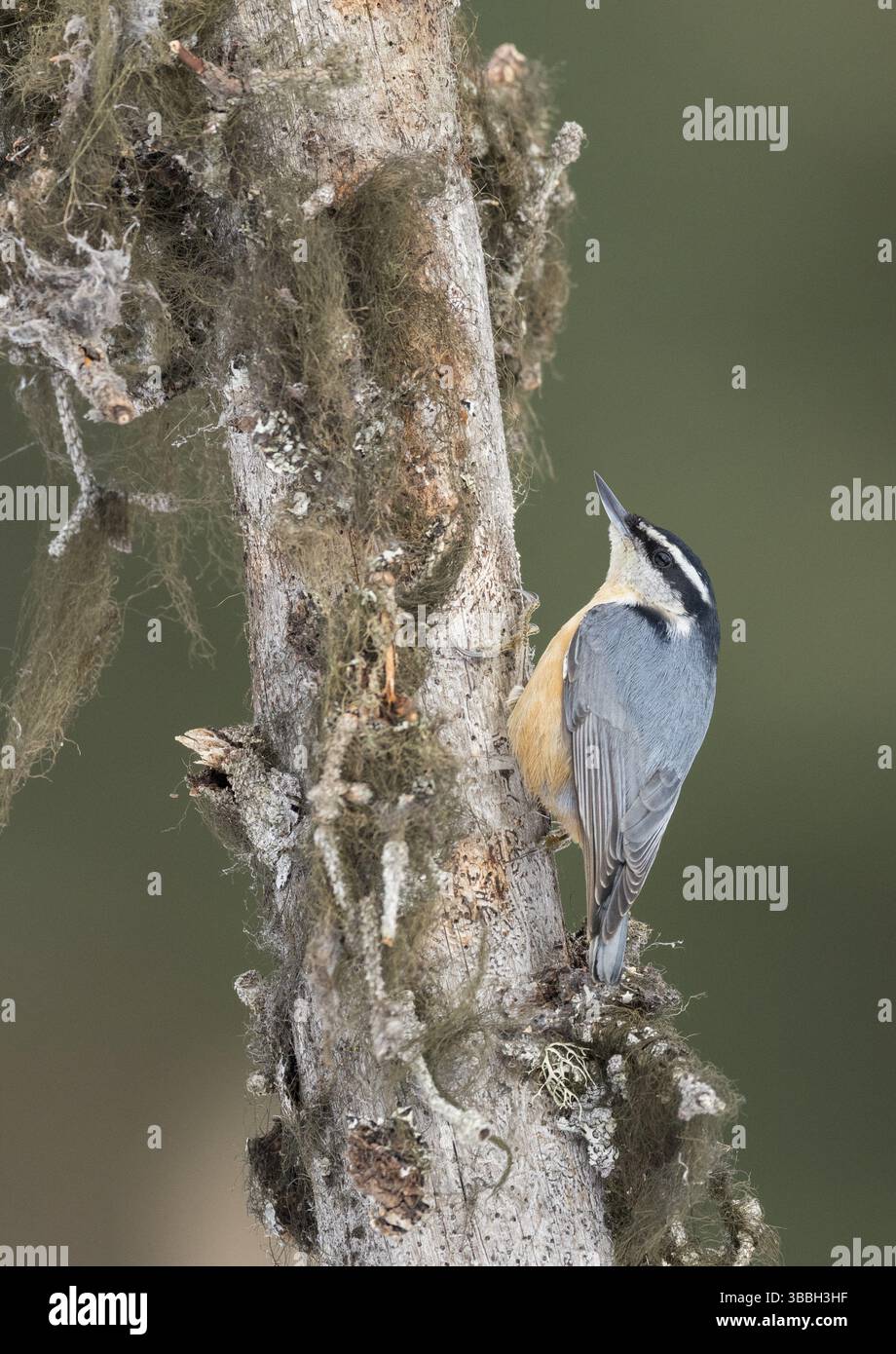 Red-breasted Nuthatch (Sitta canadensis), British Columbia, Canada ...