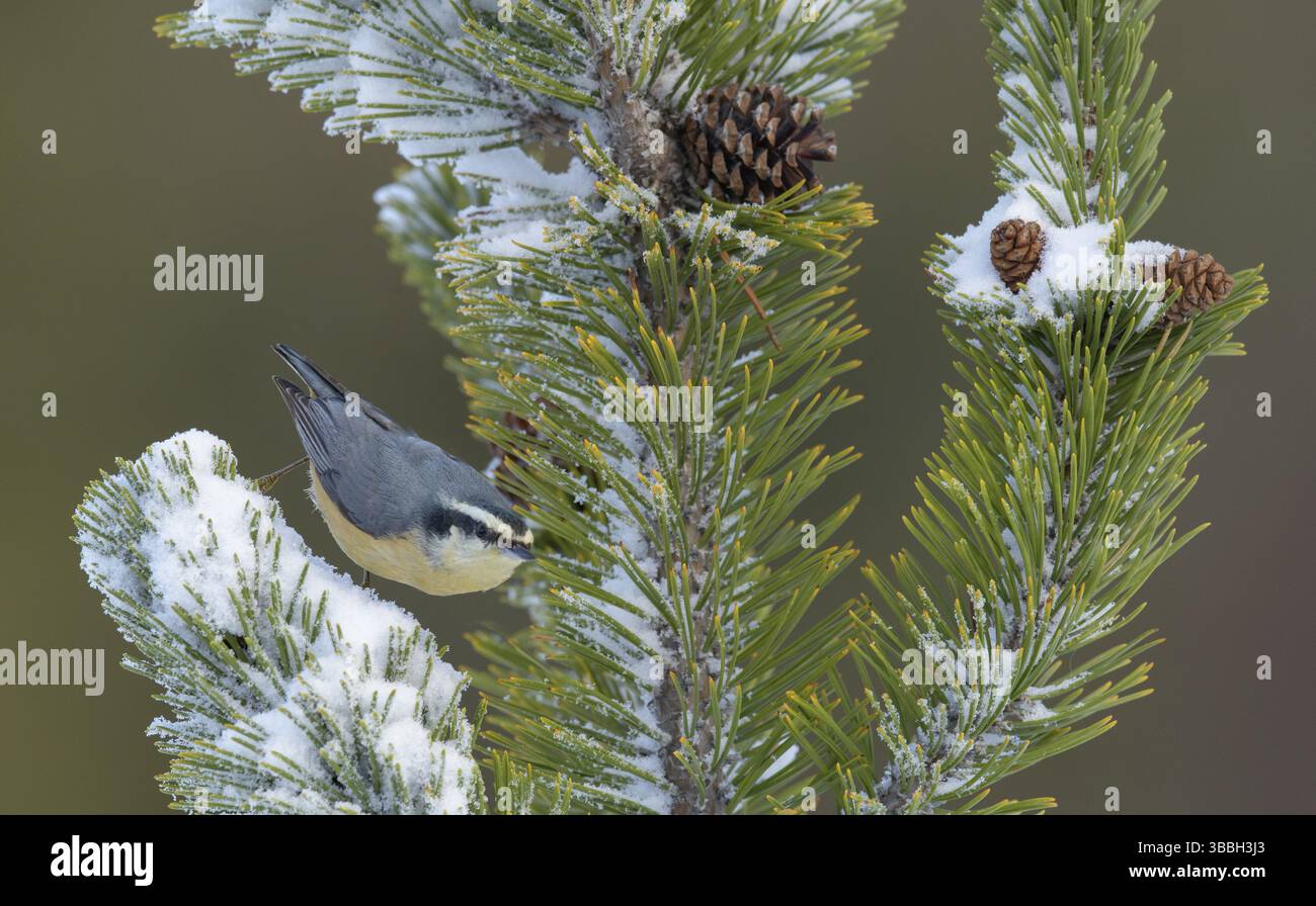 Red-breasted Nuthatch (Sitta canadensis), Alaska, USA, North America ...