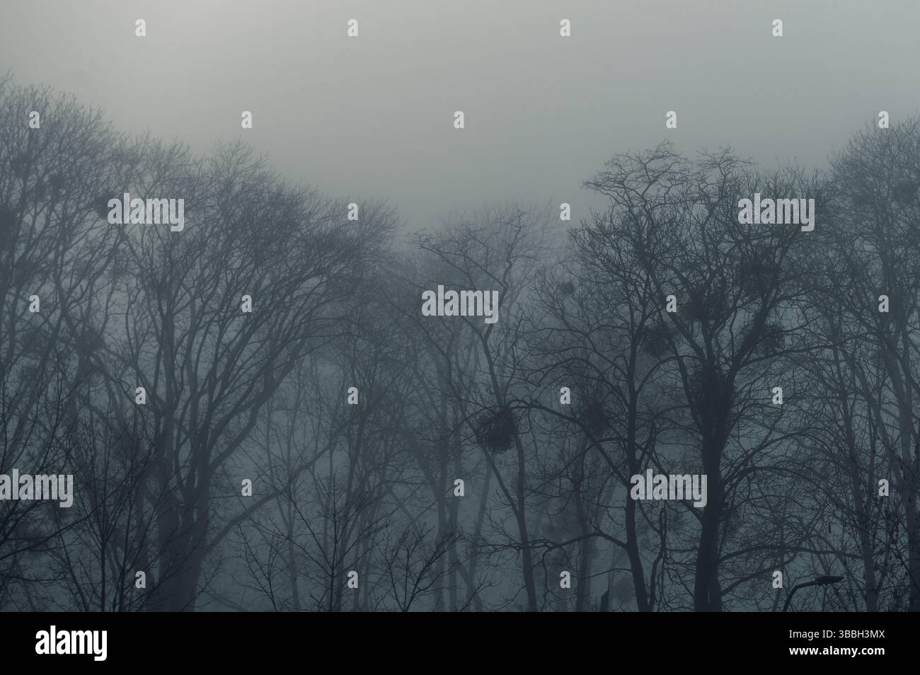 Treetops in the fog. Atmospheric shot of a trees enshrouded in fog ...
