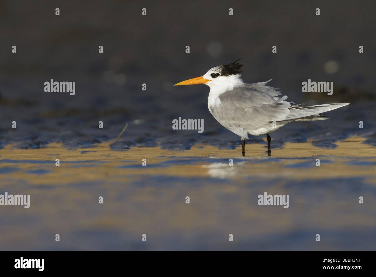 Lesser Crested Tern (Thalasseus bengalensis), Oman, Asia Stock Photo - Alamy