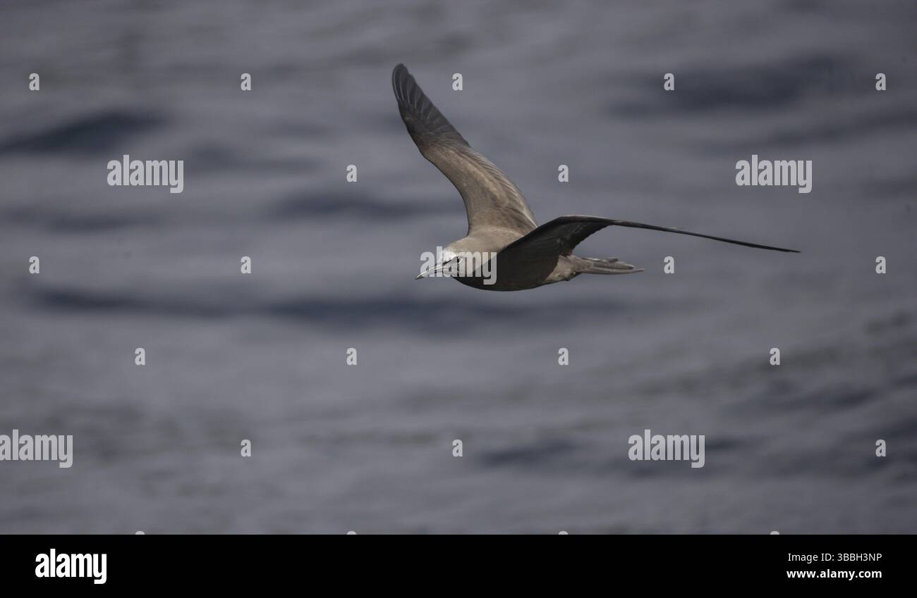 Brown Noddy (Anous stolidus) flying, Gough Island Stock Photo - Alamy