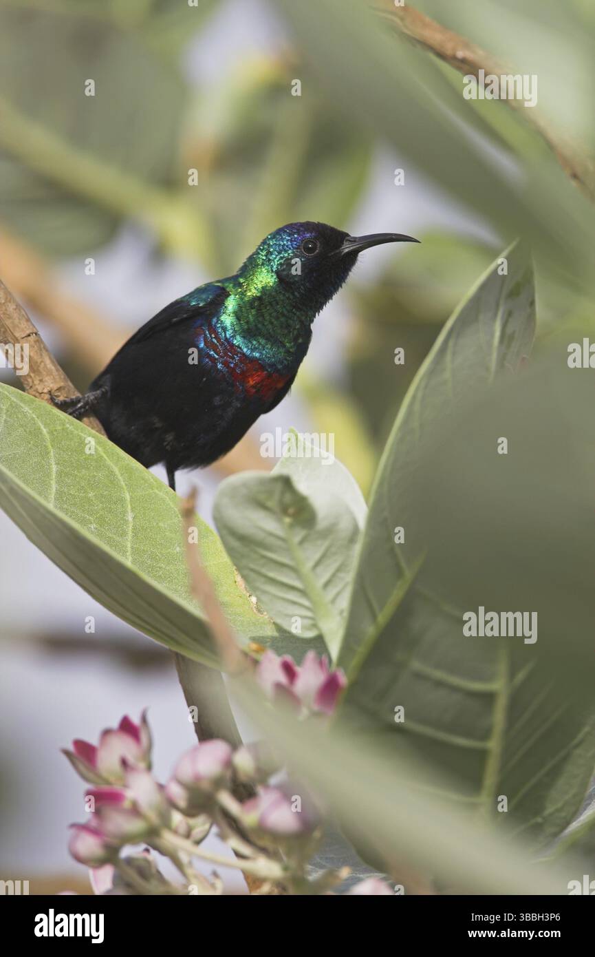 Shining Sunbird (Cinnyris habessinicus) male, Oman, Asia Stock Photo ...