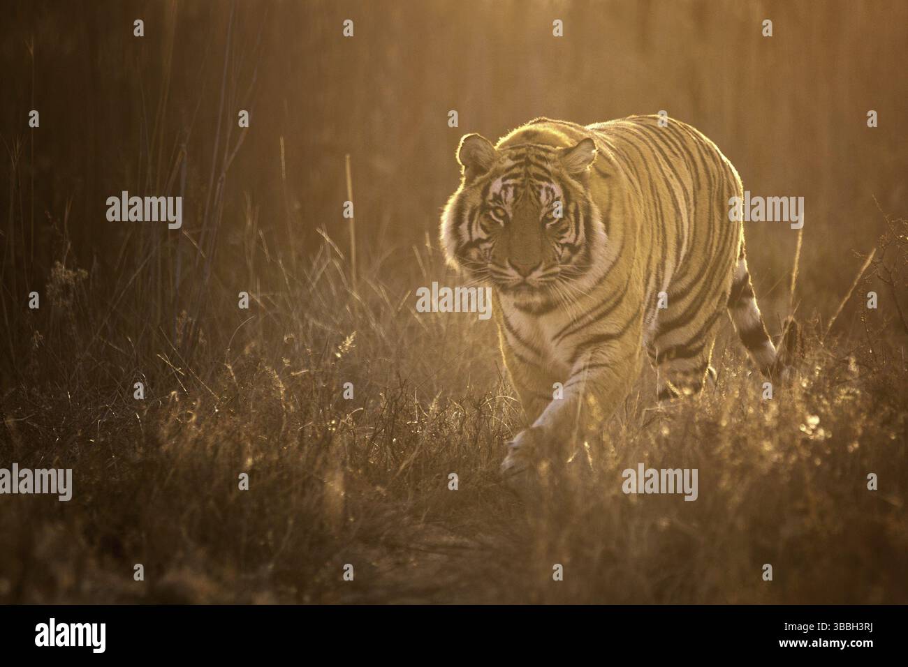 Bengal Tiger (Panthera tigris) male walking in backlight, captive ...
