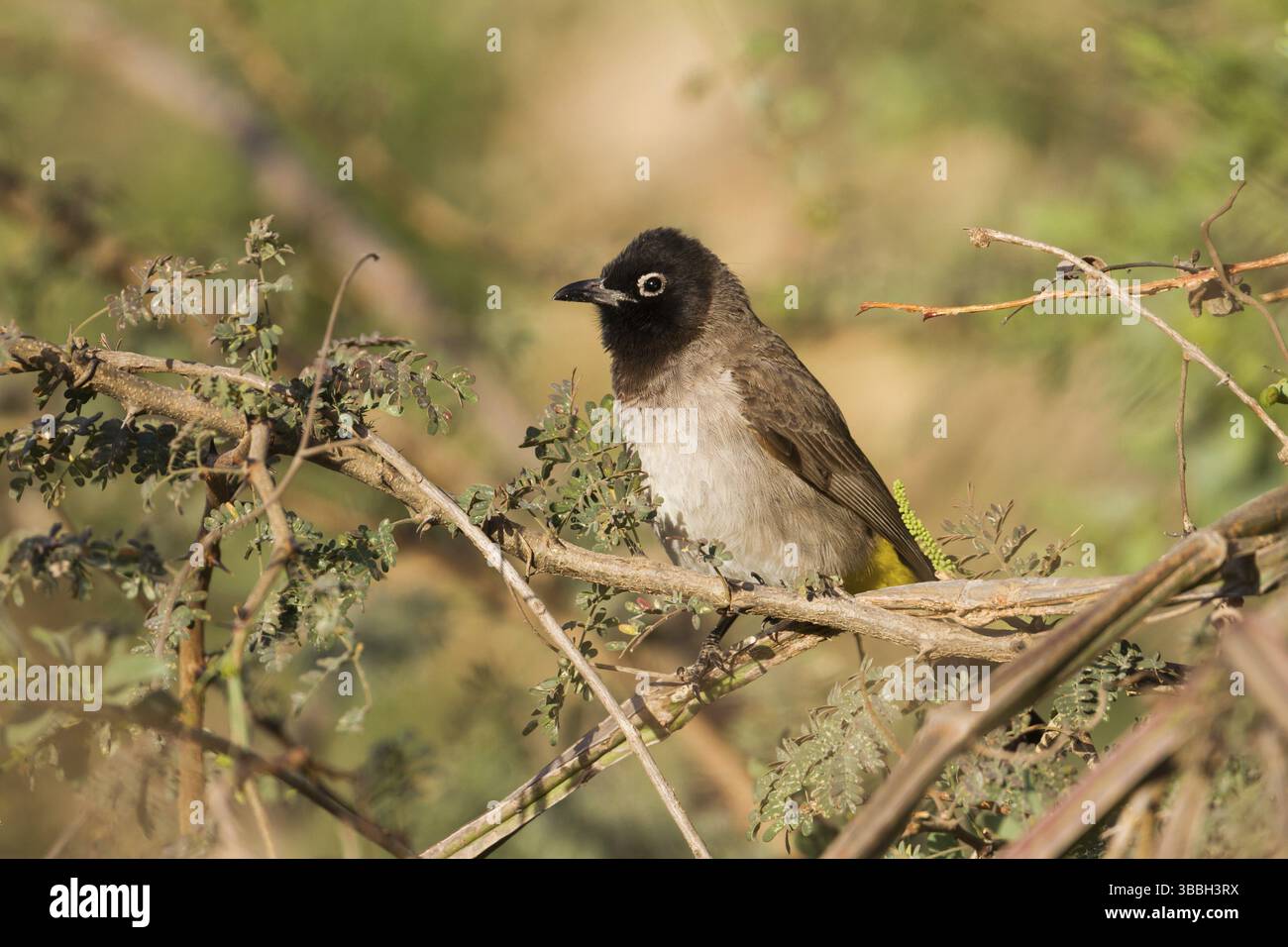 White-spectacled Bulbul (Pycnonotus xanthopygos), Oman, Asia Stock ...