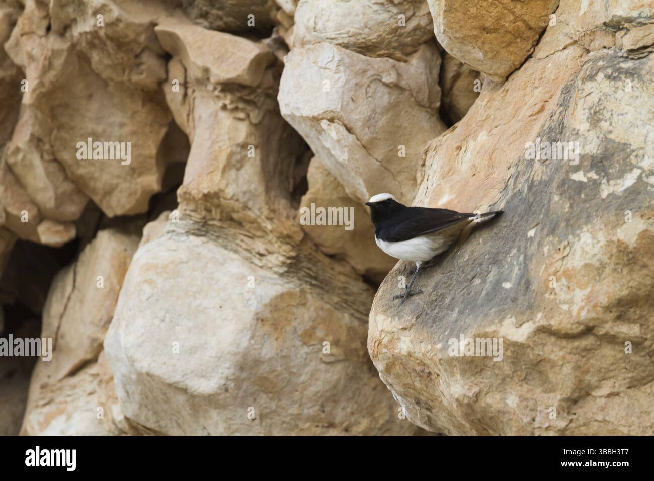 Arabian Wheatear (Oenanthe lugentoides), Oman, Asia Stock Photo - Alamy