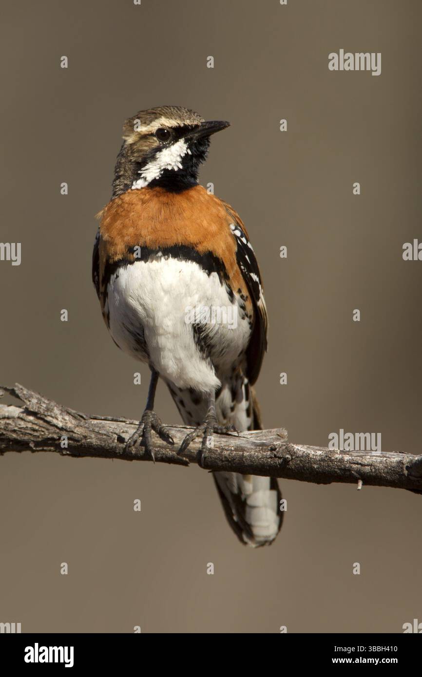 Chestnut-breasted Quail-thrush (Cinclosoma castaneothorax) male ...