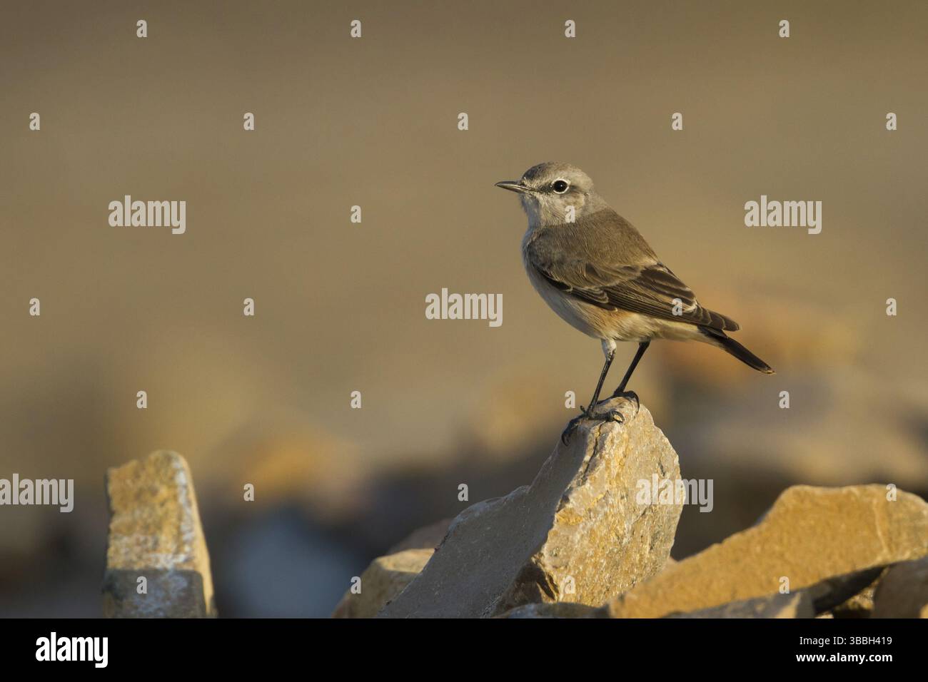 Red-tailed Wheatear (Oenanthe chrysopygia), Oman, Asia Stock Photo - Alamy