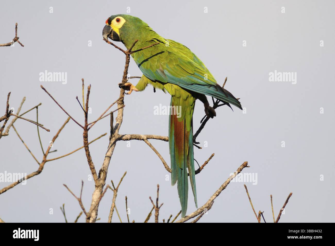 Blue-winged Macaw (Primolius maracana), Pantanal, Brazil, South America ...