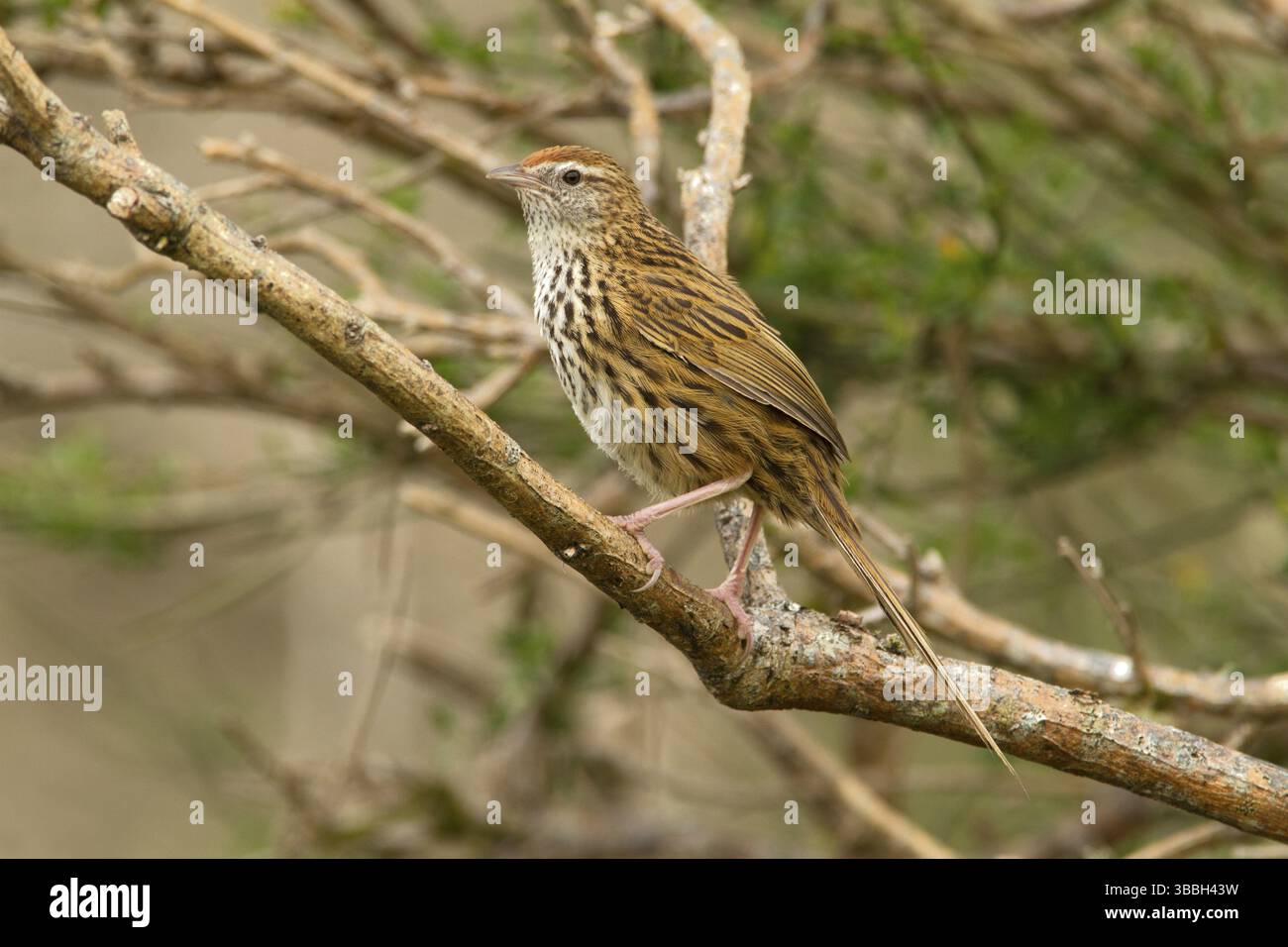 New Zealand Fernbird (Megalurus punctatus), New Zealand, Oceania Stock ...
