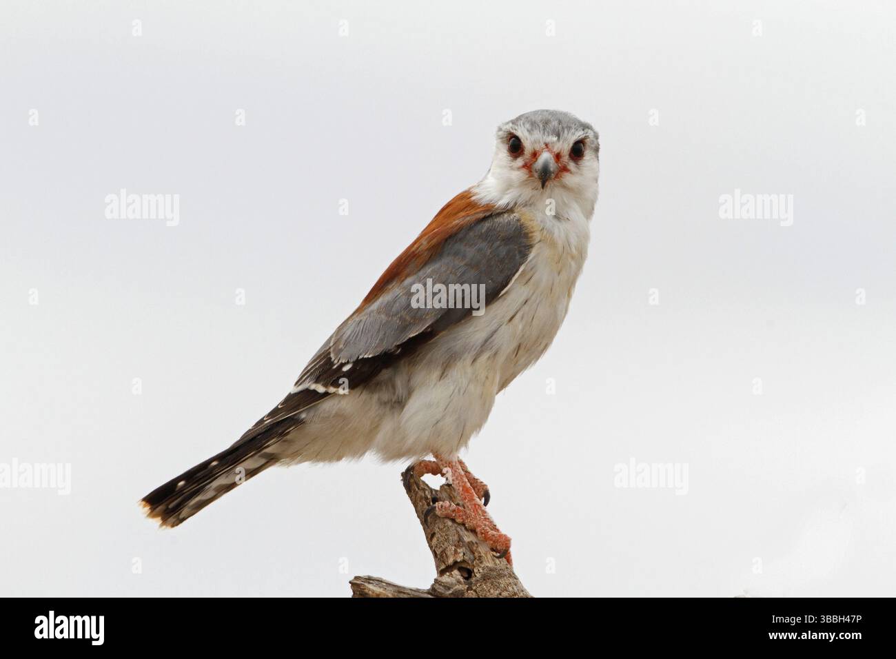 Pygmy Falcon (Polihierax semitorquatus) female, Samburu, Kenya, Africa ...