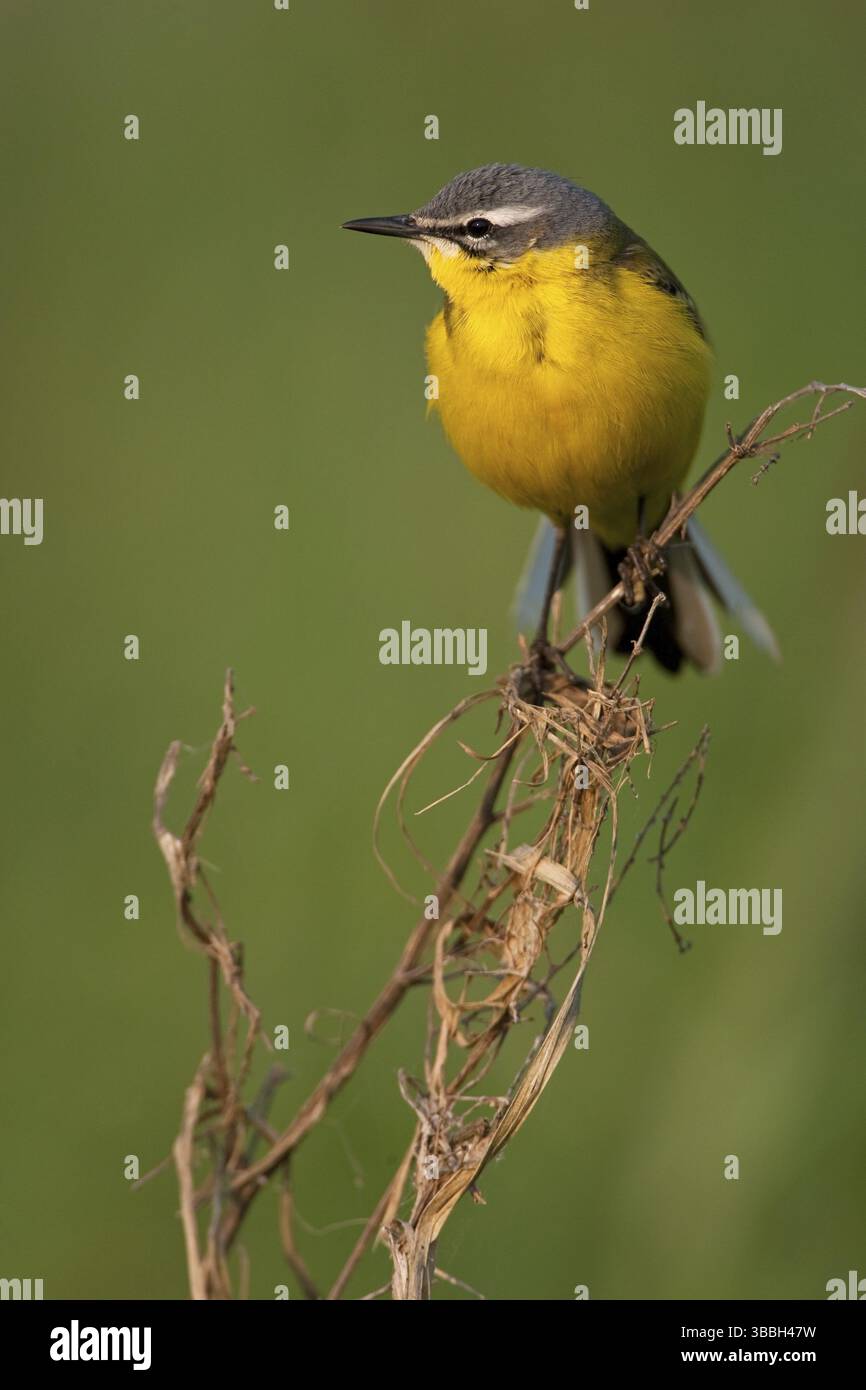 Western Yellow Wagtail (Motacilla flava), Brandenburg, Germany, Europe ...