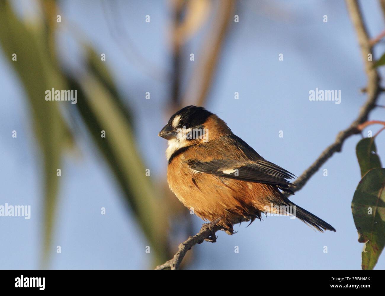 Rusty-collared Seedeater (Sporophila collaris melanocephala) male ...