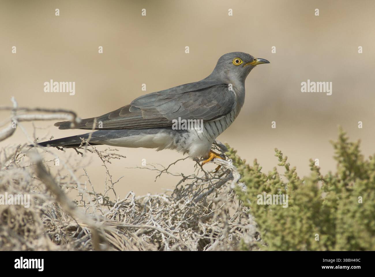 Common Cuckoo (Cuculus canorus), Oman, Asia Stock Photo - Alamy