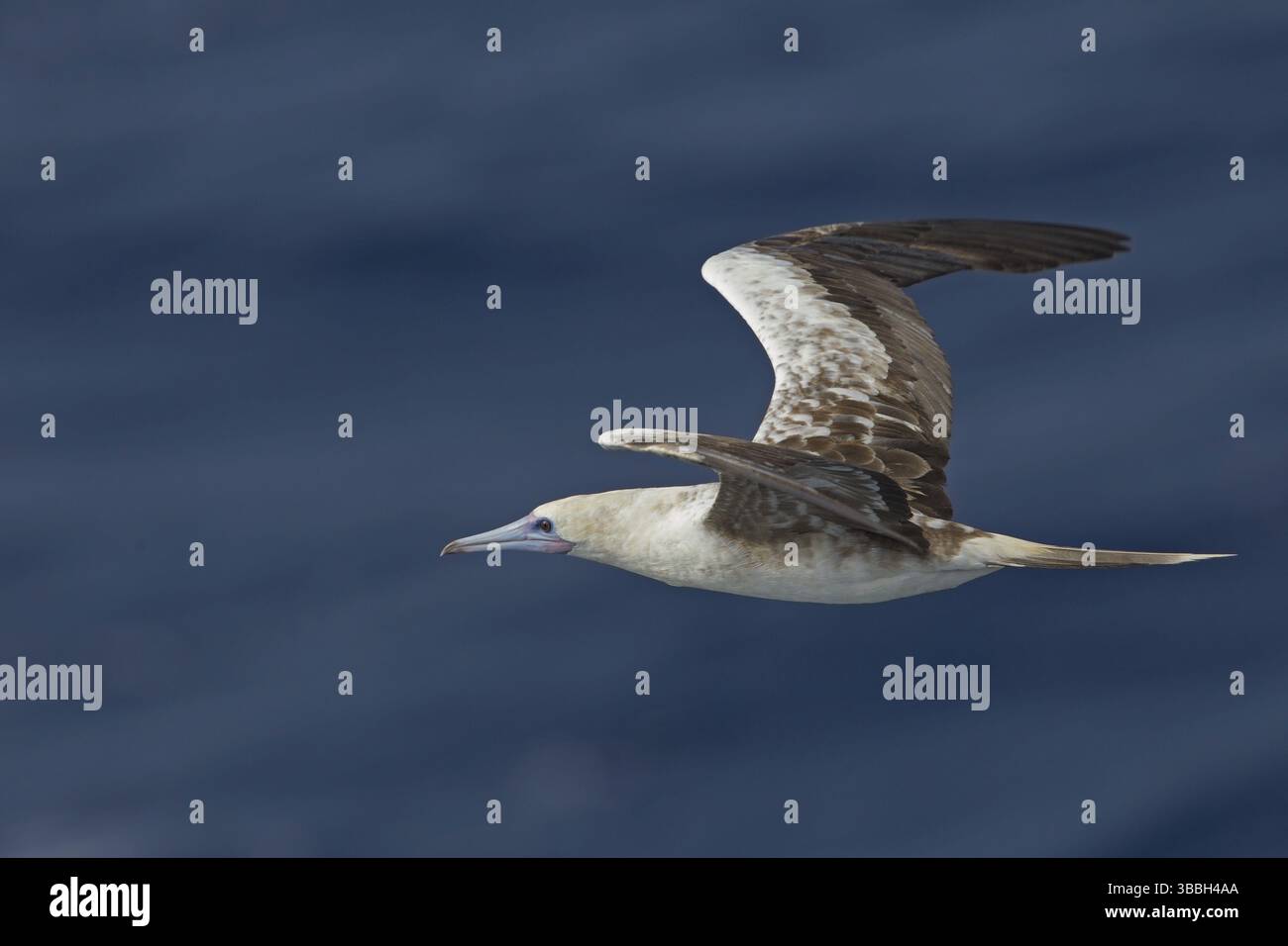 Red-footed Booby (Sula sula) flying, Northern Atlantic Ocean Stock ...