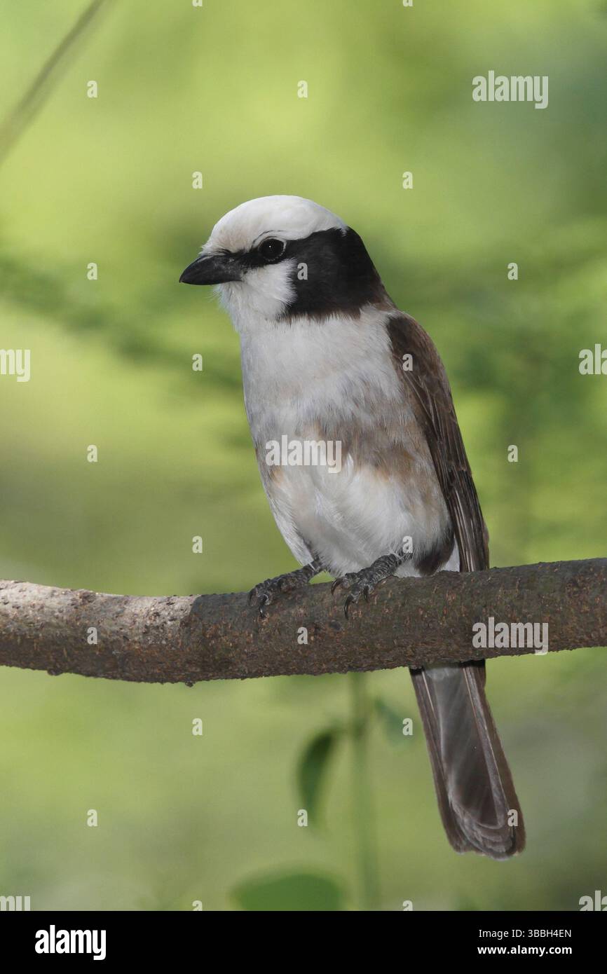 Northern White-crowned Shrike (Eurocephalus ruppelli), Lake Baringo ...