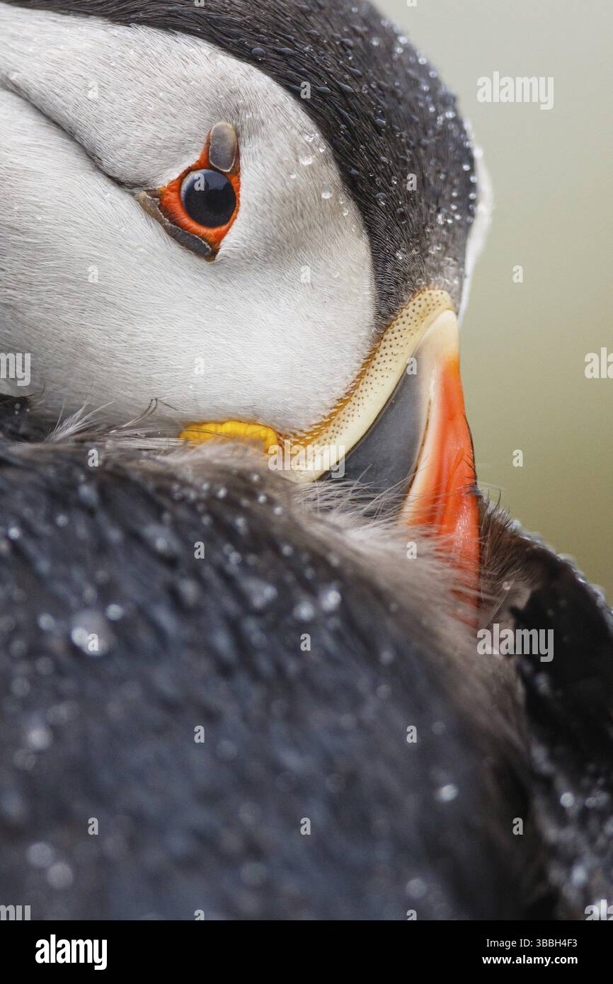 Atlantic Puffin (Fratercula arctica), Wales, United Kingdom, Europe ...