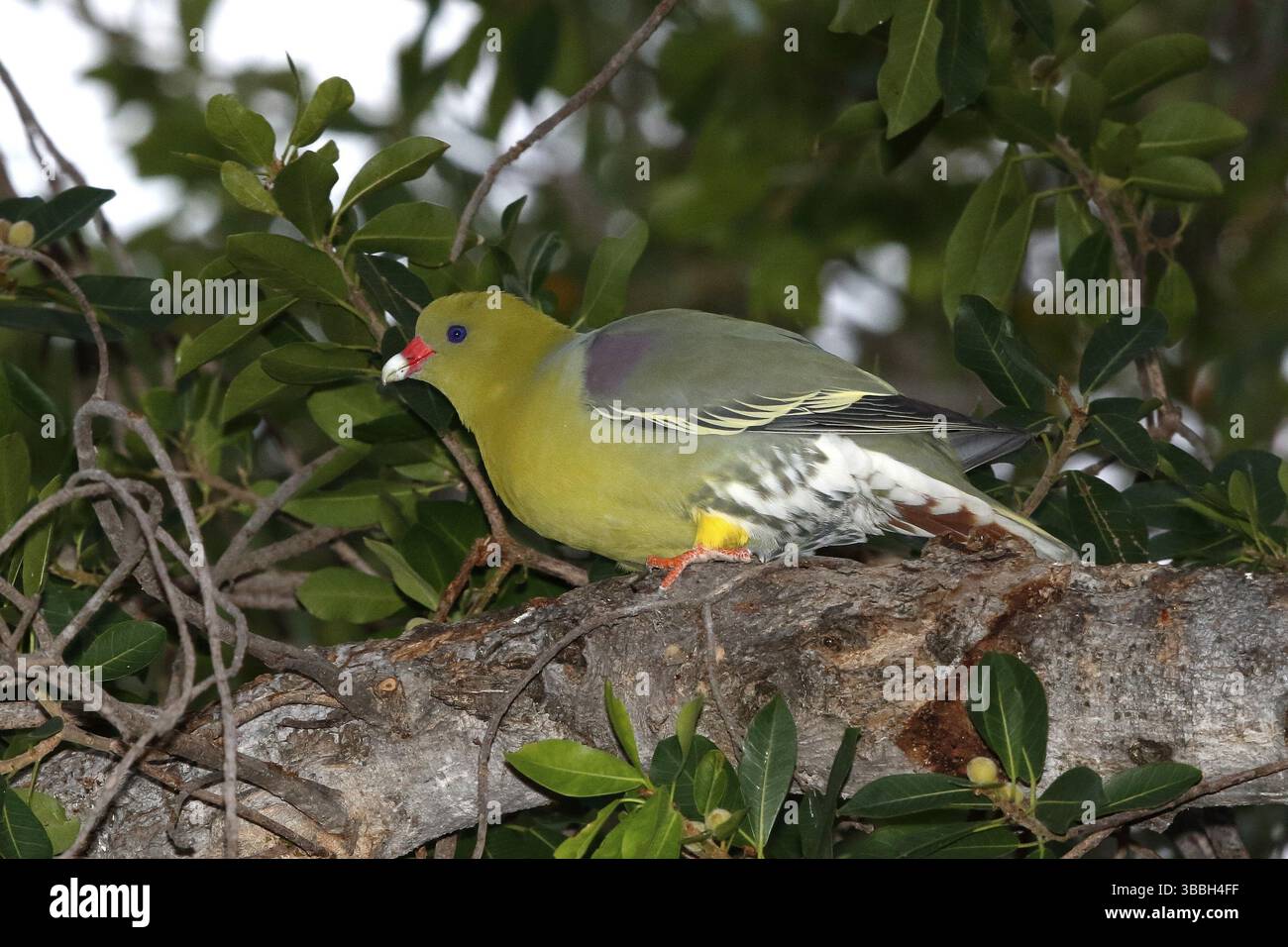 African Green Pigeon (Treron calvus) Chobe, Botswana, Africa Stock ...