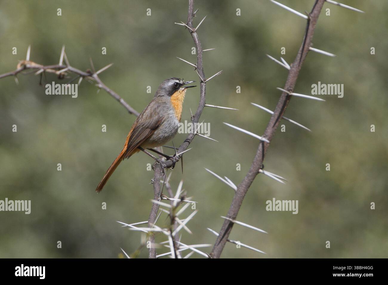 Cape Robin-Chat (Cossypha caffra), Western Cape, South Africa, Africa ...