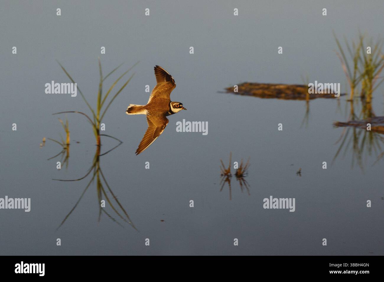 Little Ringed Plover (Charadrius dubius) flying, Mallorca, Spain ...