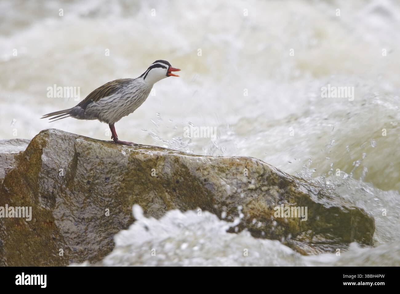 Torrent Duck (Merganetta armata) male, Ecuador, South America Stock ...