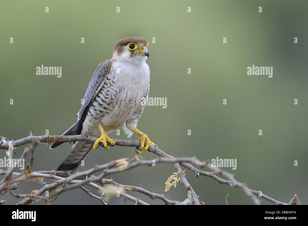 Red-necked Falcon (Falco chicquera), India, Asia Stock Photo - Alamy