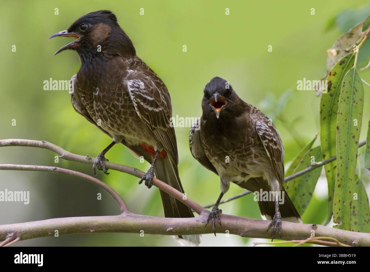 Red-vented Bulbul (Pycnonotus cafer), Pakistan, Asia Stock Photo - Alamy