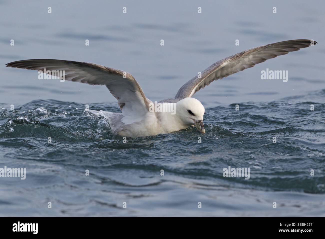 Northern Fulmar (Fulmarus glacialis), Iceland, Europe Stock Photo - Alamy