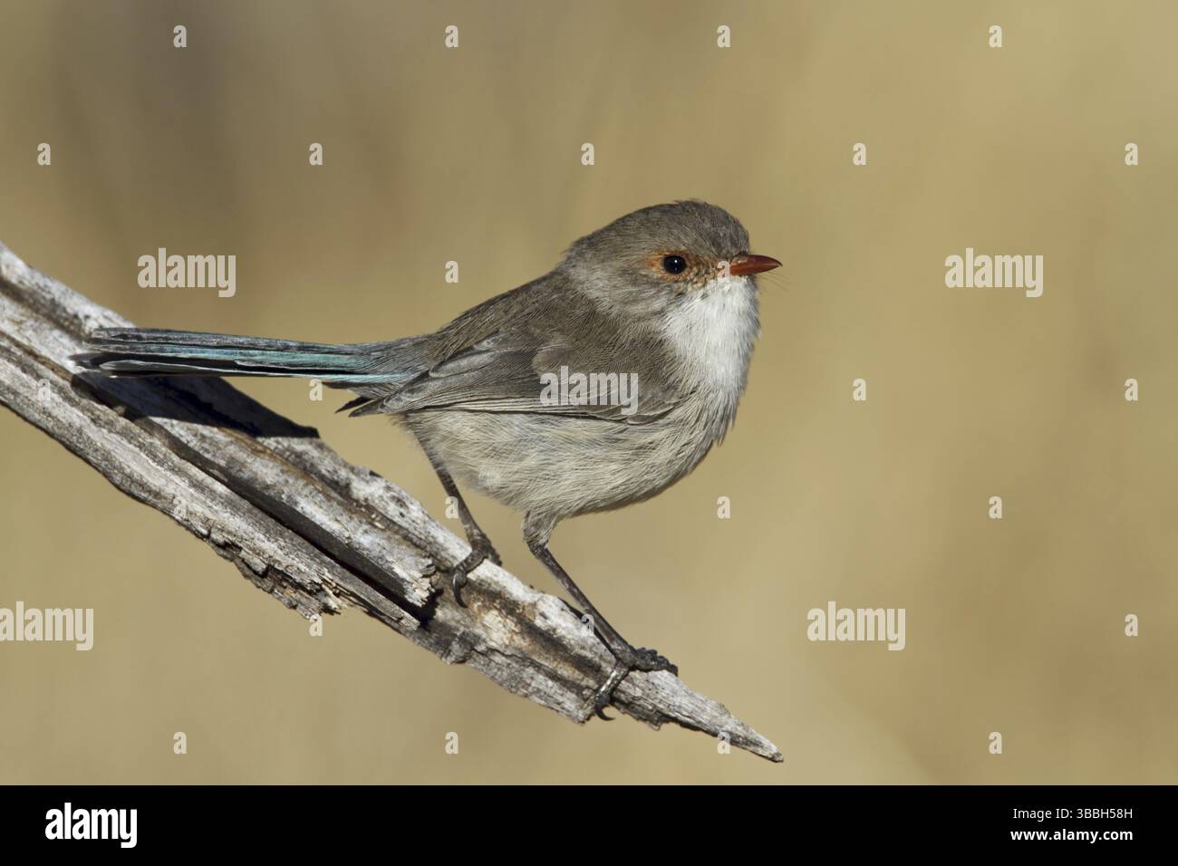 Splendid Fairywren (Malurus splendens), Queensland, Australia, Oceania ...