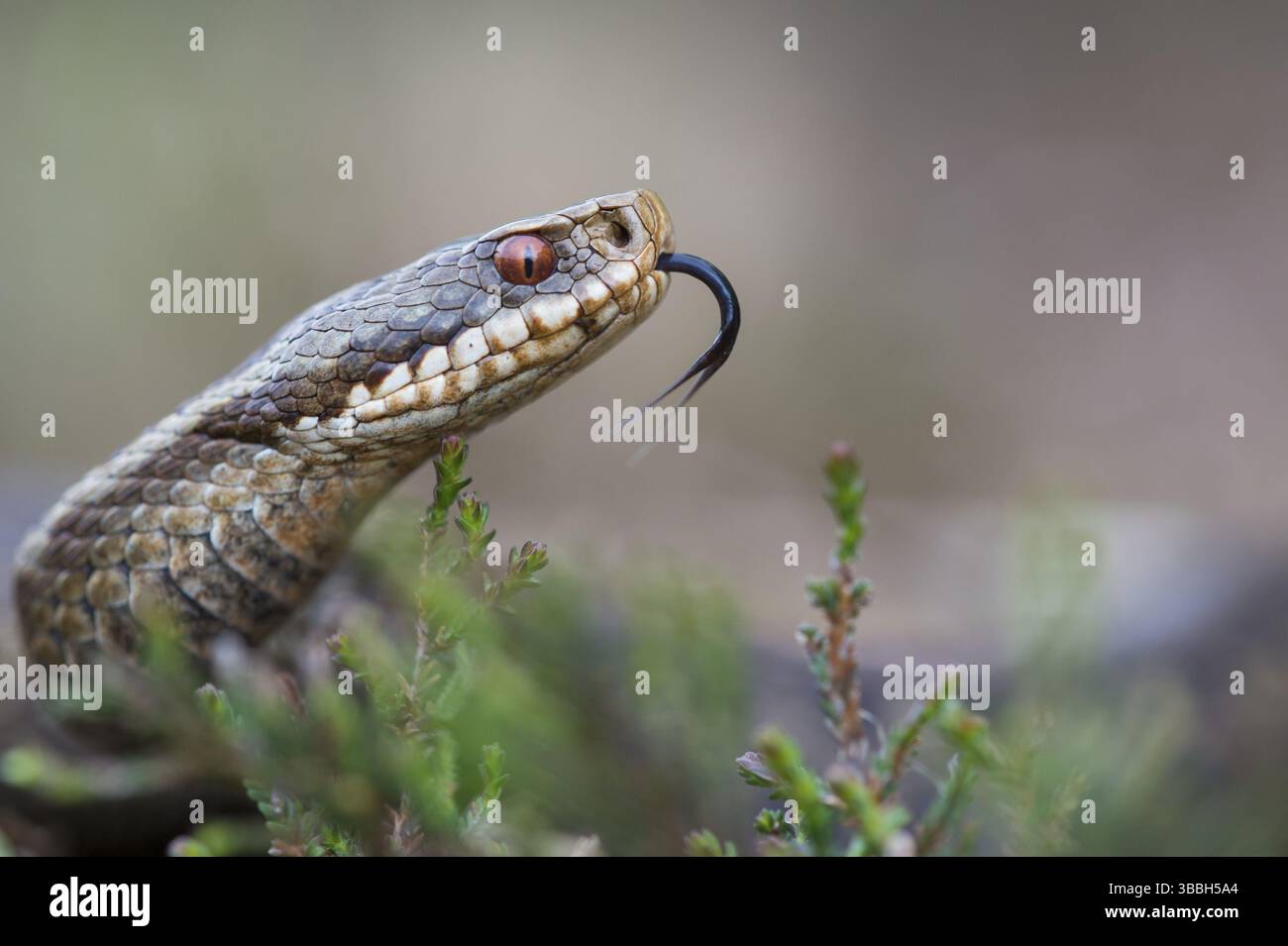 Common European Adder (Vipera berus) tongue-flicking female, Lower ...