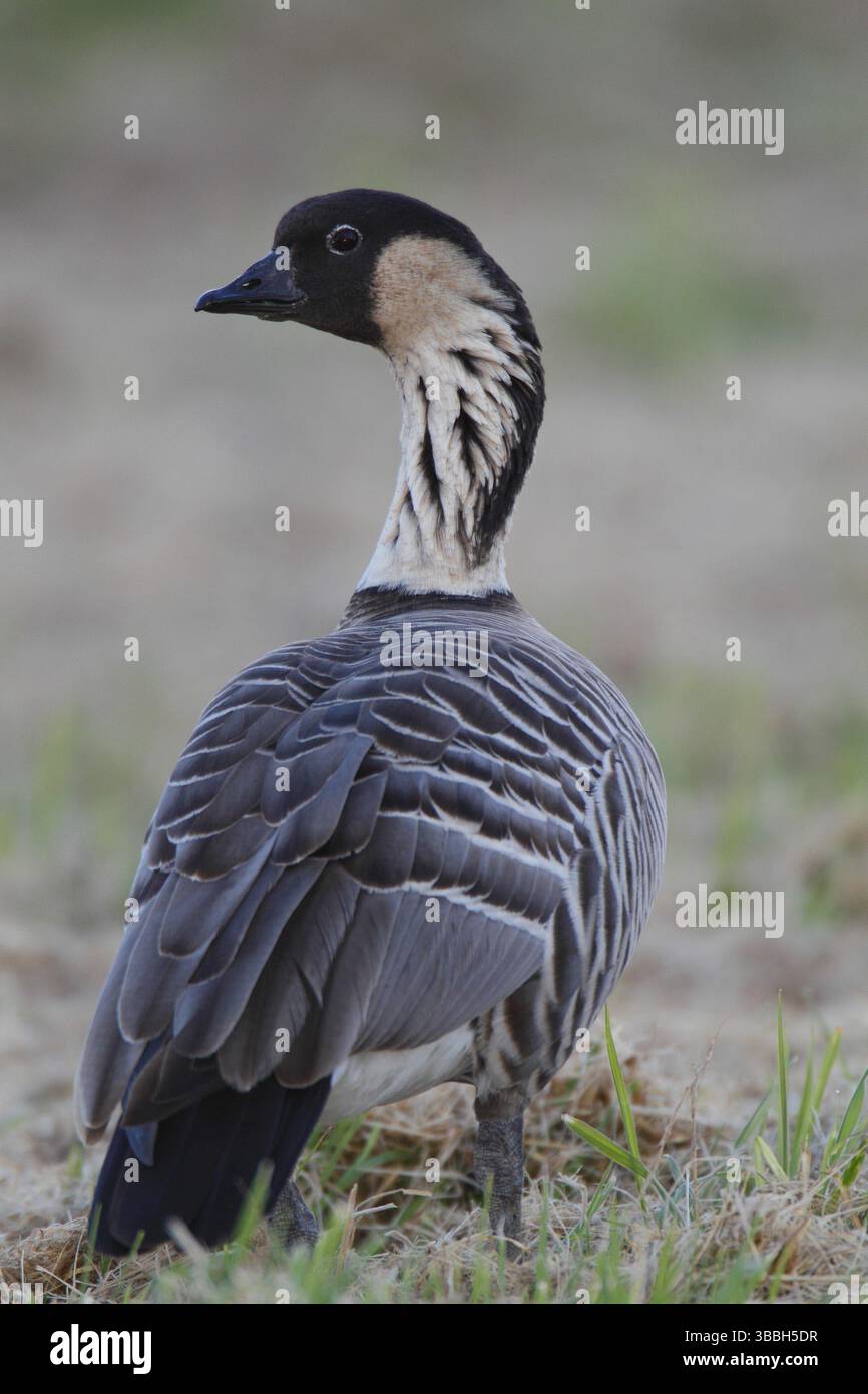 Nene, Hawaiian Goose, Branta sandvicensis, Hawaii endemic, Endangered ...