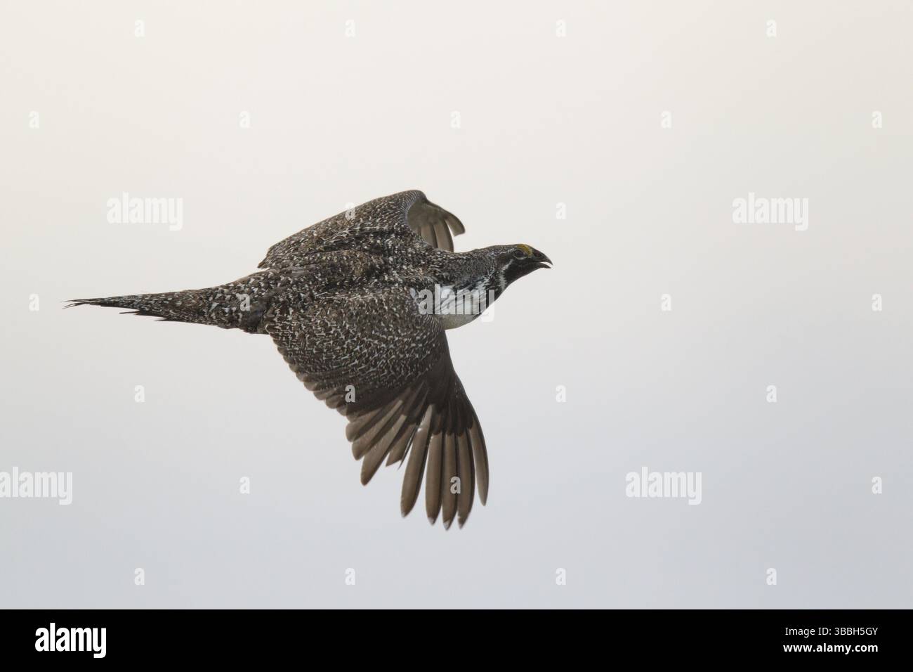 Sage Grouse (Centrocercus urophasianus) male flying, Idaho, USA, North ...
