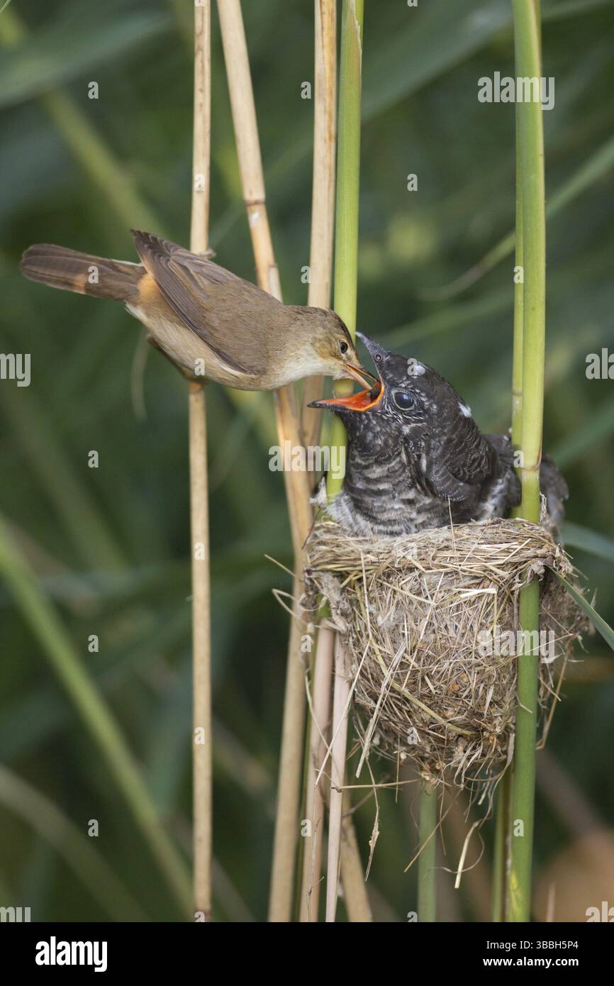 Common Cuckoo & Eurasian Reed Warbler (Cuculus canorus & Acrocephalus ...