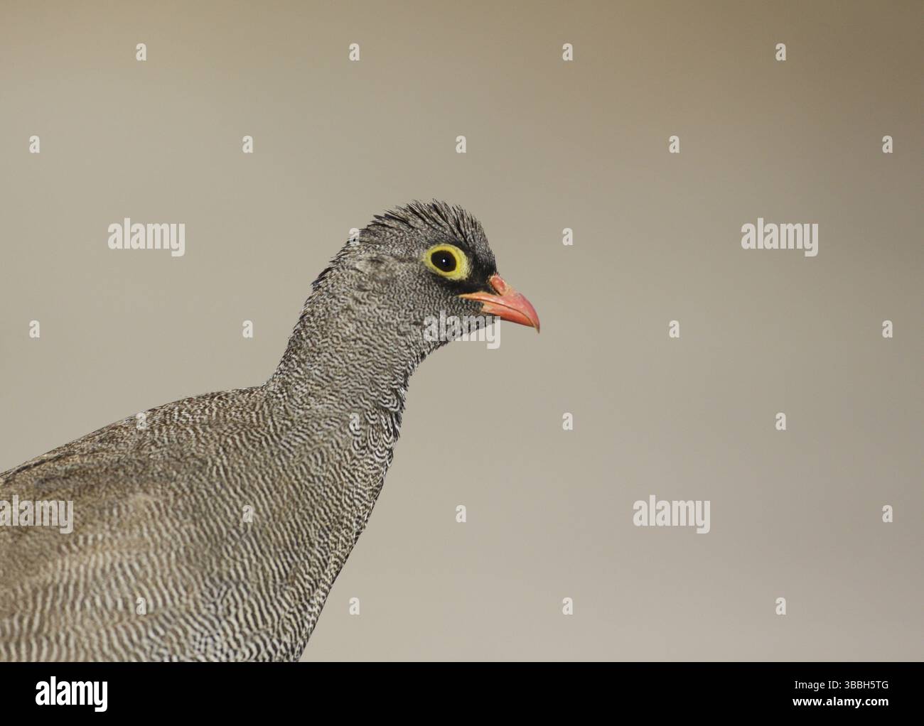 Red-billed Spurfowl (Pternistis adspersus), Chobe, Botswana, Africa ...