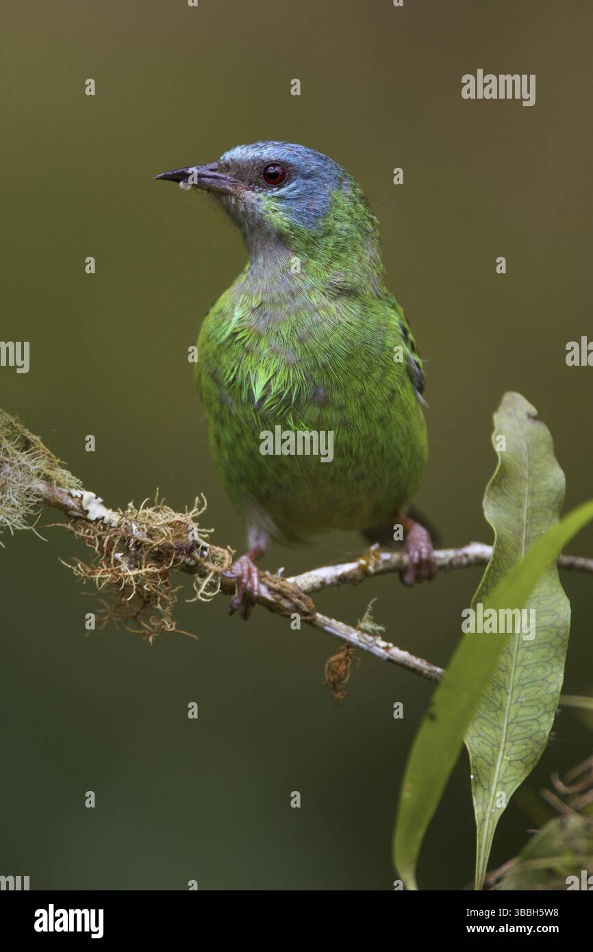 Blue Dacnis (Dacnis cayana) female, Atlantic rainforest, Brazil, South ...