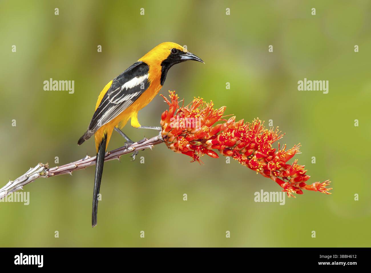 Hooded Oriole Icterus cucullatus Amado, Arizona, United States 16 April ...