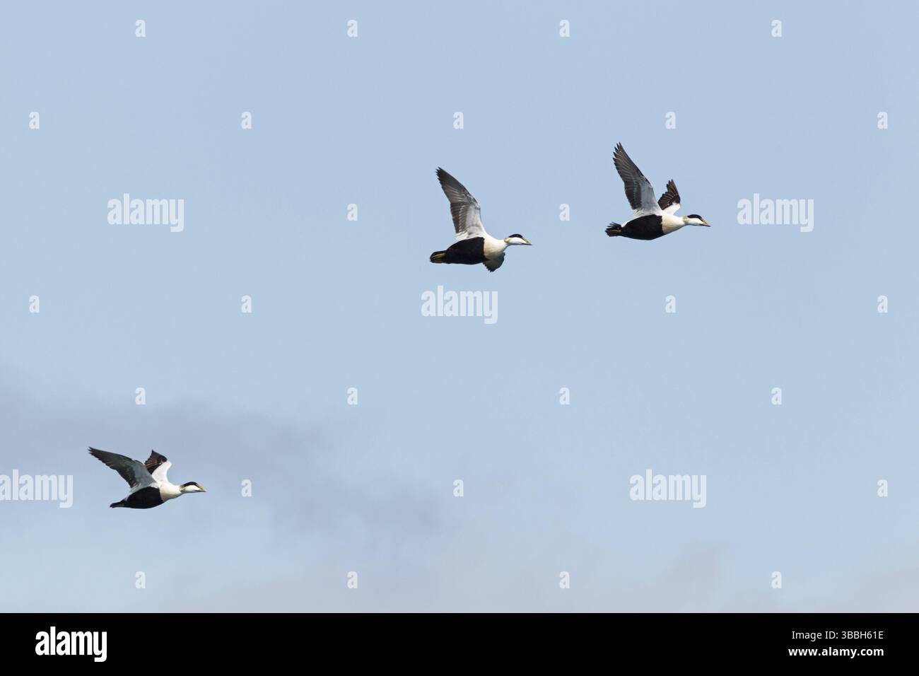 Common Eider (Somateria mollissima) male flying, Icland Stock Photo - Alamy