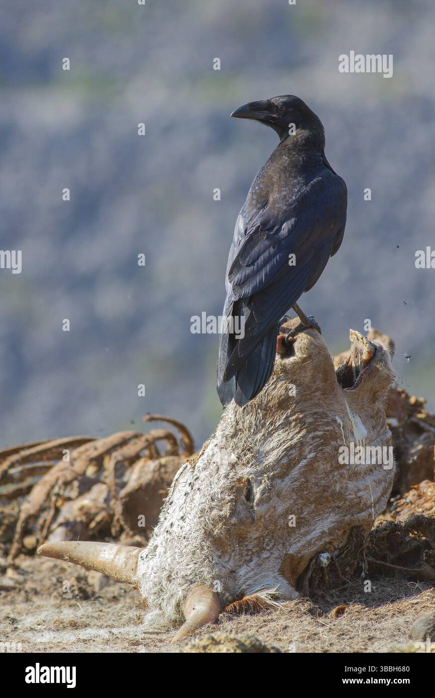Northern Raven (Corvus corax) perched on the head of a skeletonized cow ...