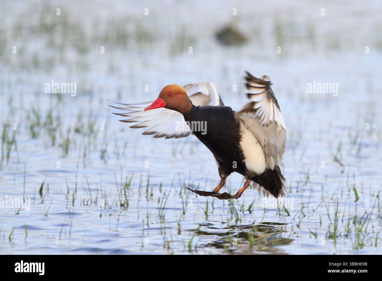 Red-crested Pochard (Netta rufina) male flying, Mallorca, Spain, Europe ...