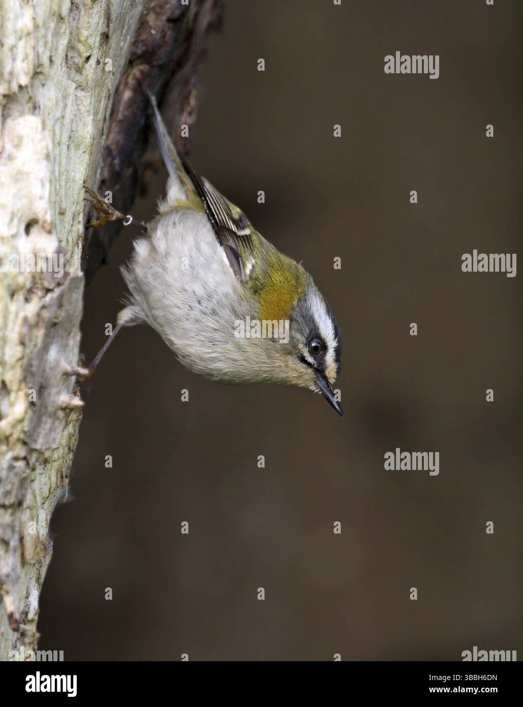 A Common Firecrest, Regulus ignicapilla climbs down a tree in Biot ...