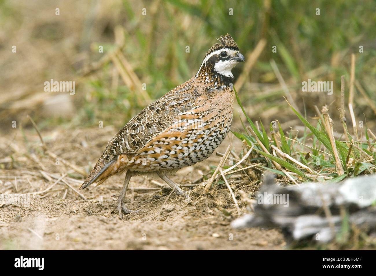 Northern Bobwhite Colinus virginianus Rio Grande City, Starr County ...