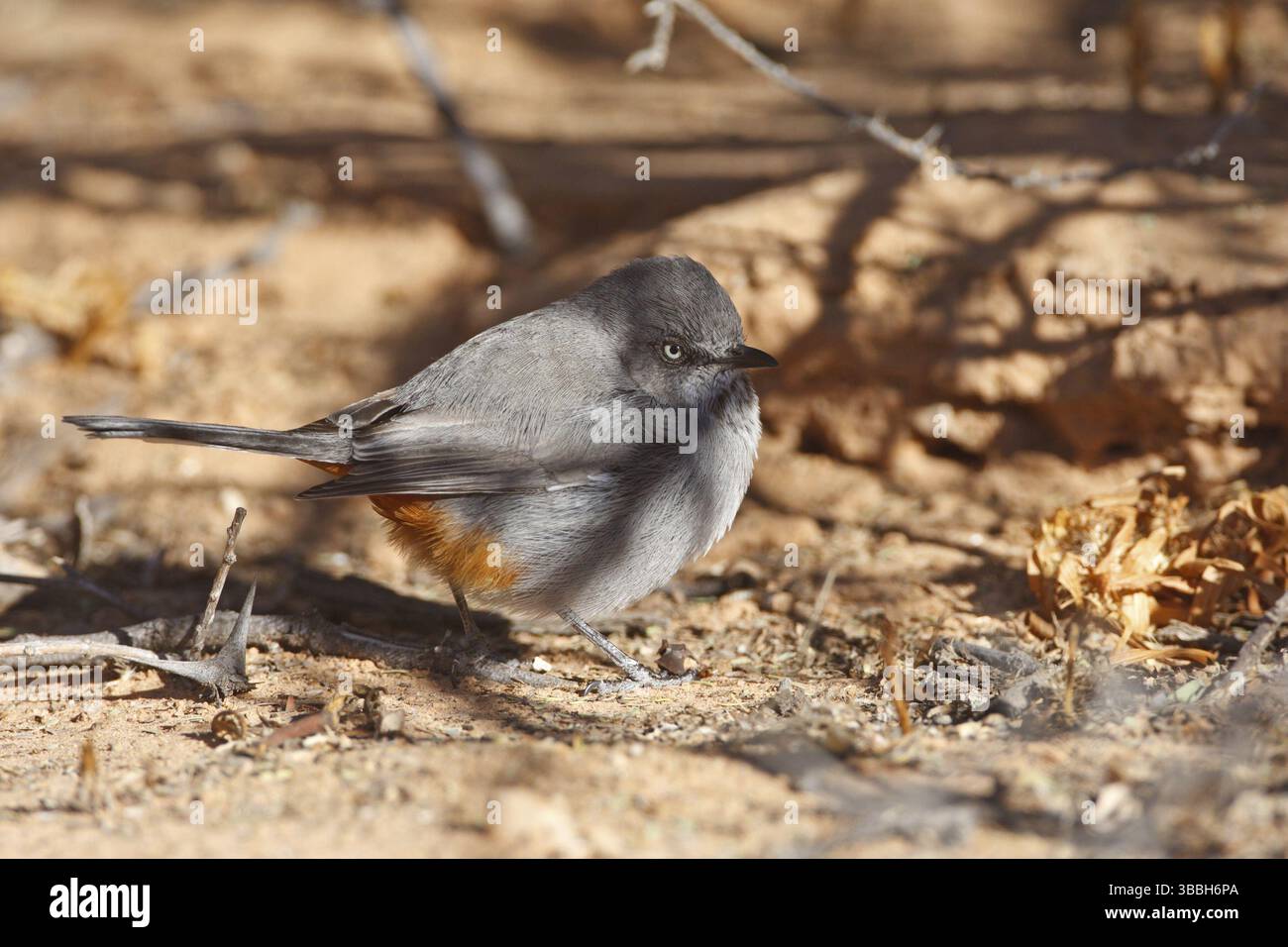 Chestnut-vented Warbler (Sylvia subcoerulea), Northern Cape, South ...